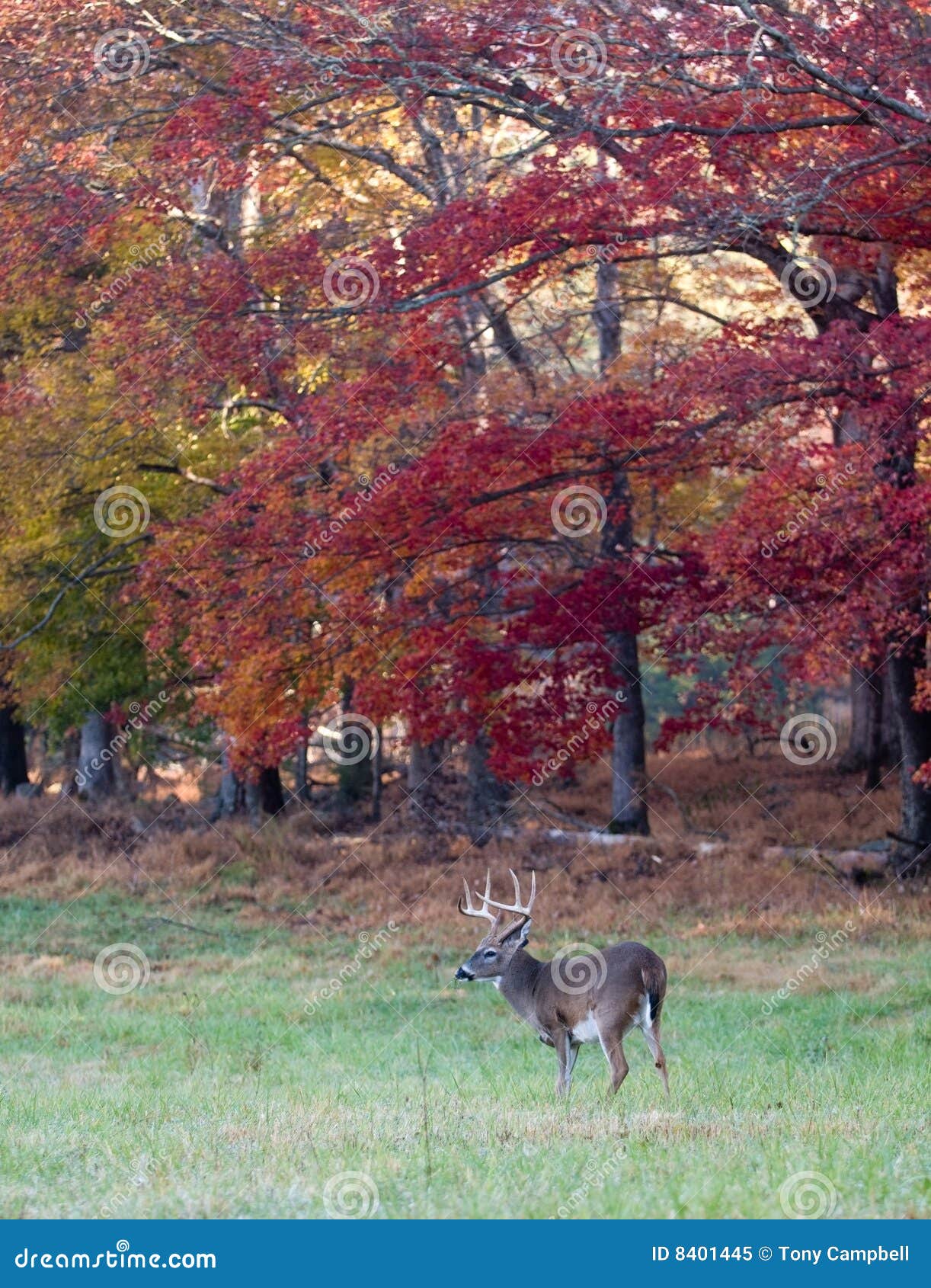 Whitetail Buck and Fall Colors Stock Image - Image of outdoors ...