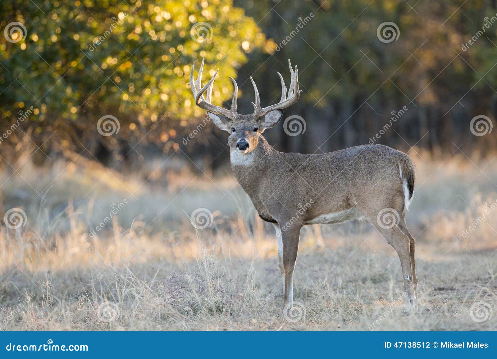 180 Whitetail Buck Fall Colors Stock Photos - Free & Royalty-Free Stock ...