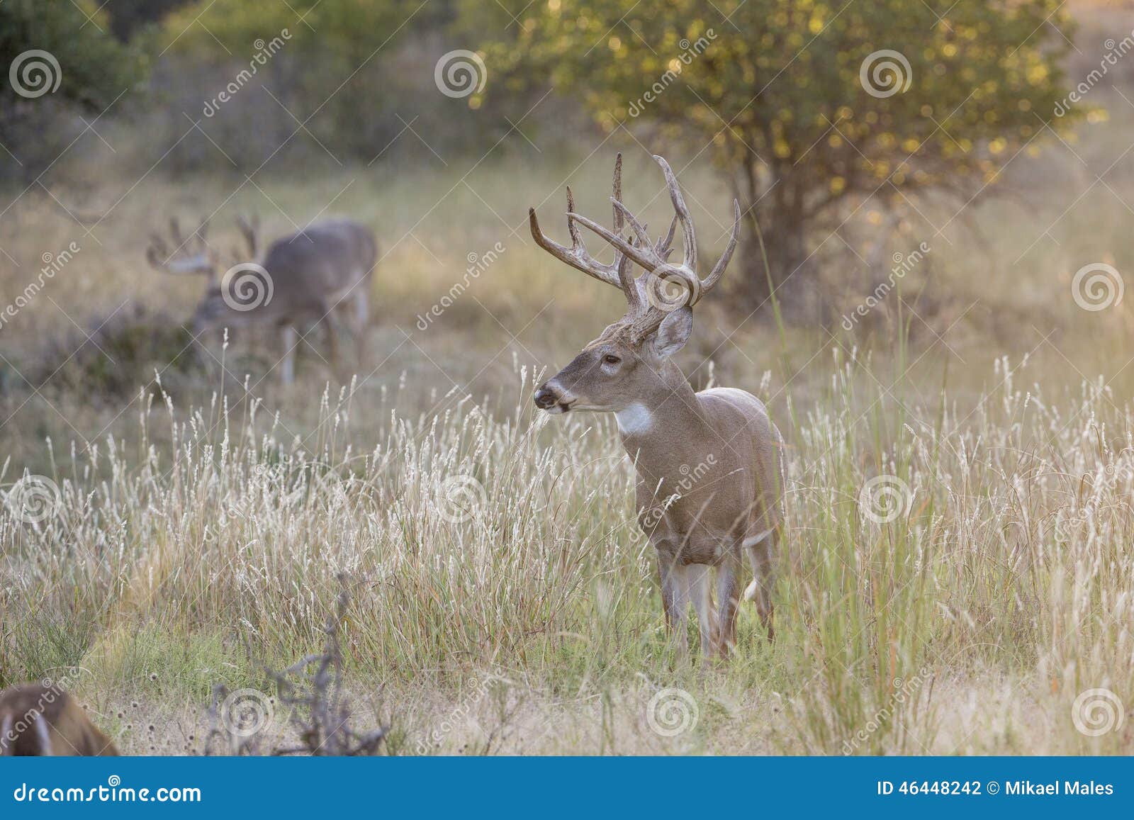 Whitetail Buck in Fall Time Stock Photo - Image of males, animal: 46448242