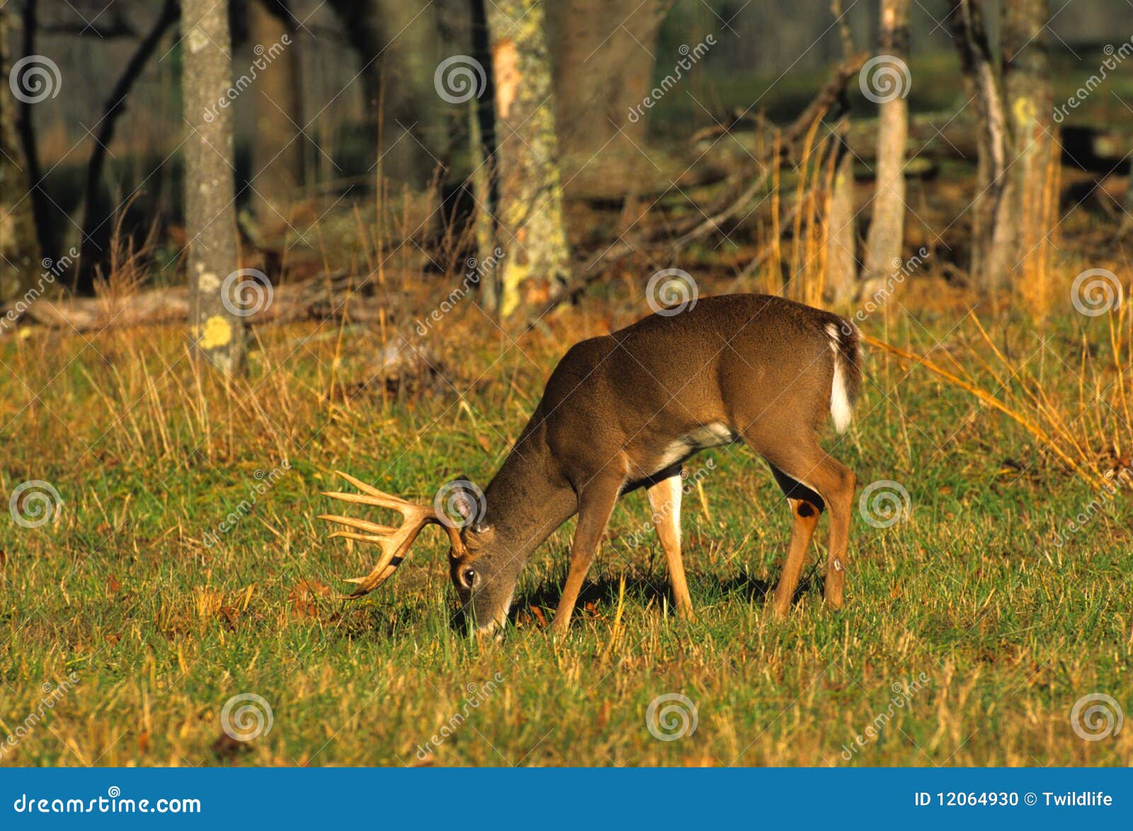Whitetail Buck Feeding stock photo. Image of deer, antlers - 12064930