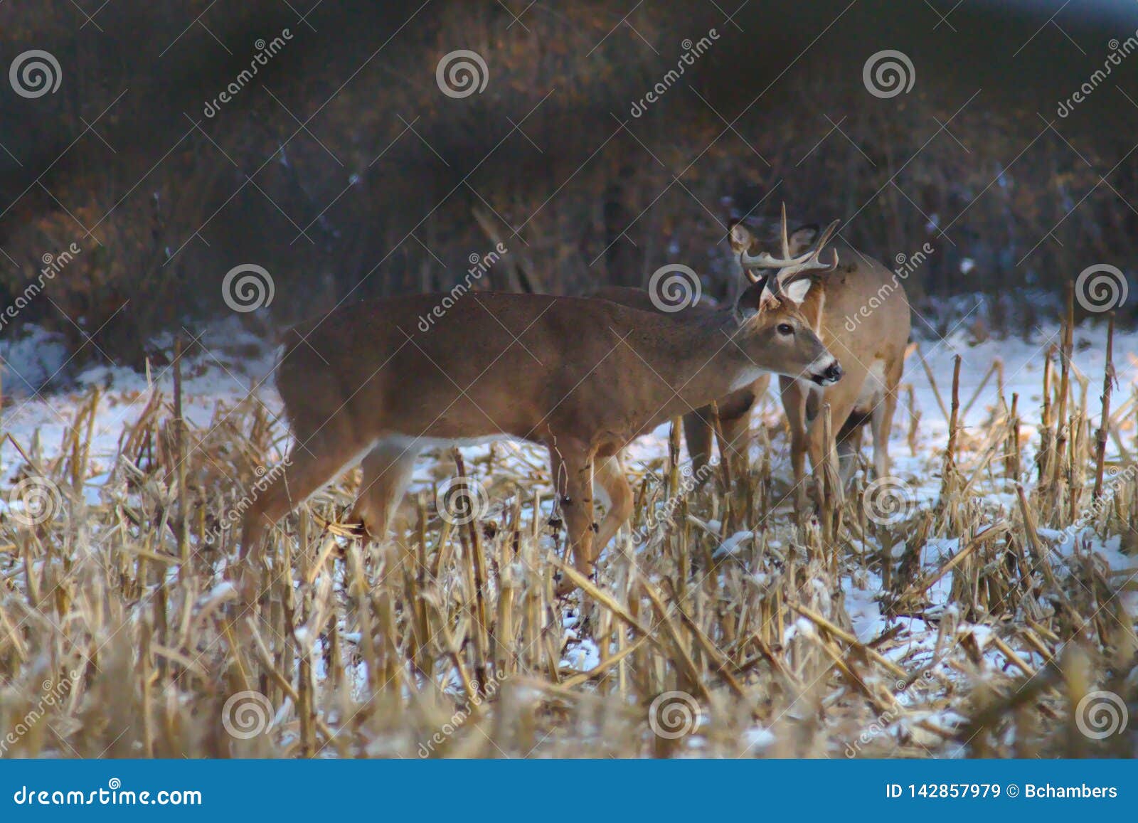 Whitetail Buck Cornfield Stock Photos - Free & Royalty-Free Stock ...