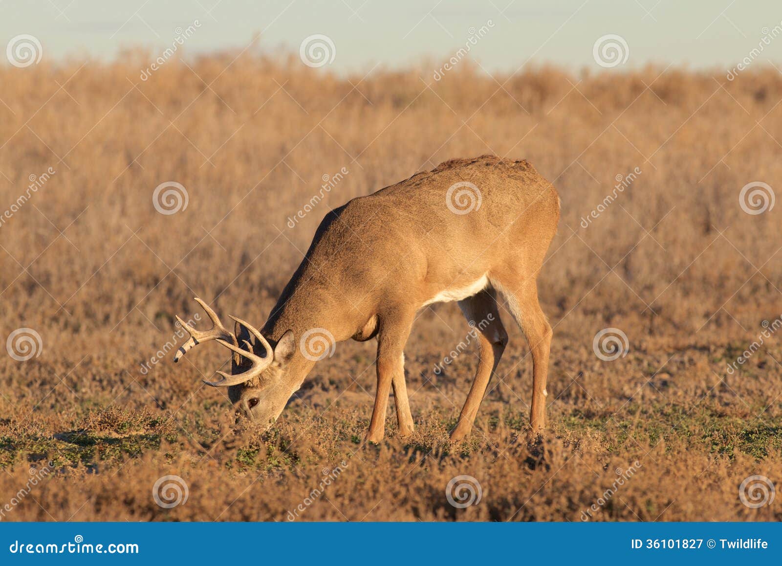 Whitetail Buck Feeding stock image. Image of animal, wildlife - 36101827
