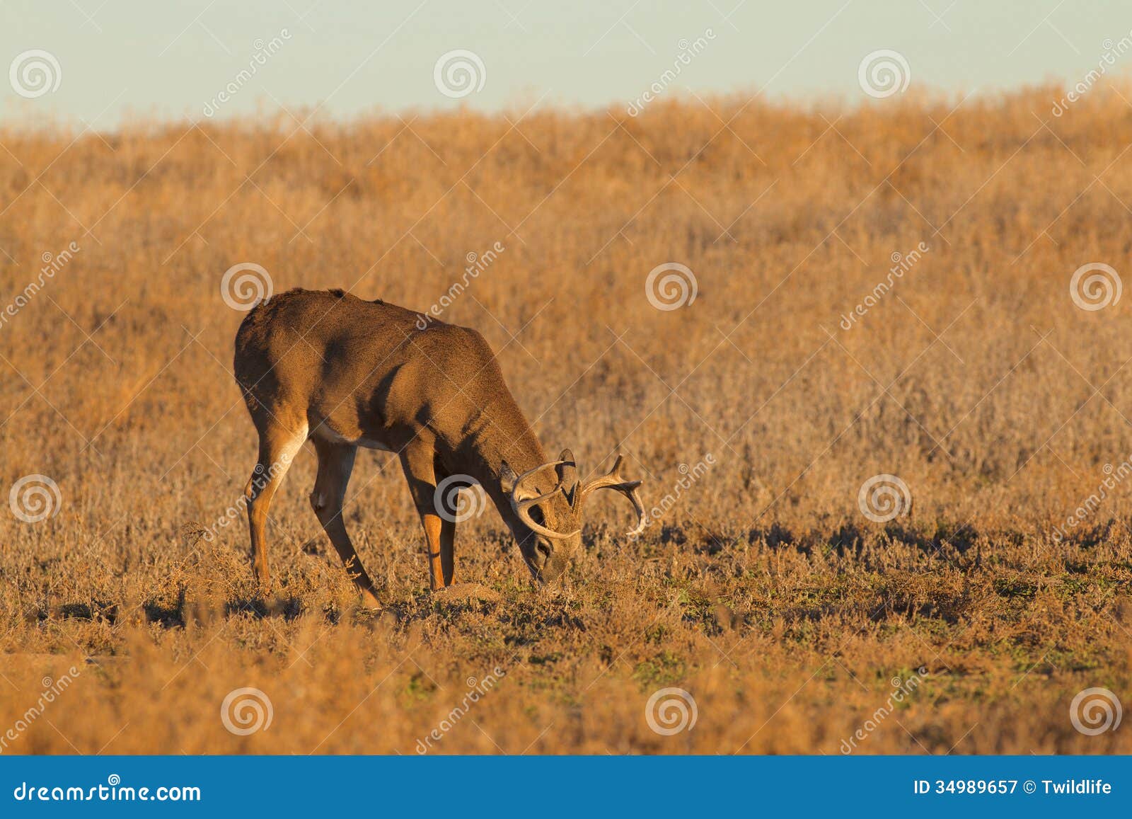 Whitetail Buck in Field Feeding Stock Image - Image of deer, nature ...