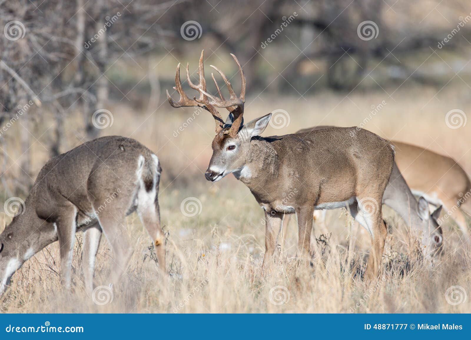 Whitetail Buck Following Doe in Fall Stock Image - Image of heavy ...