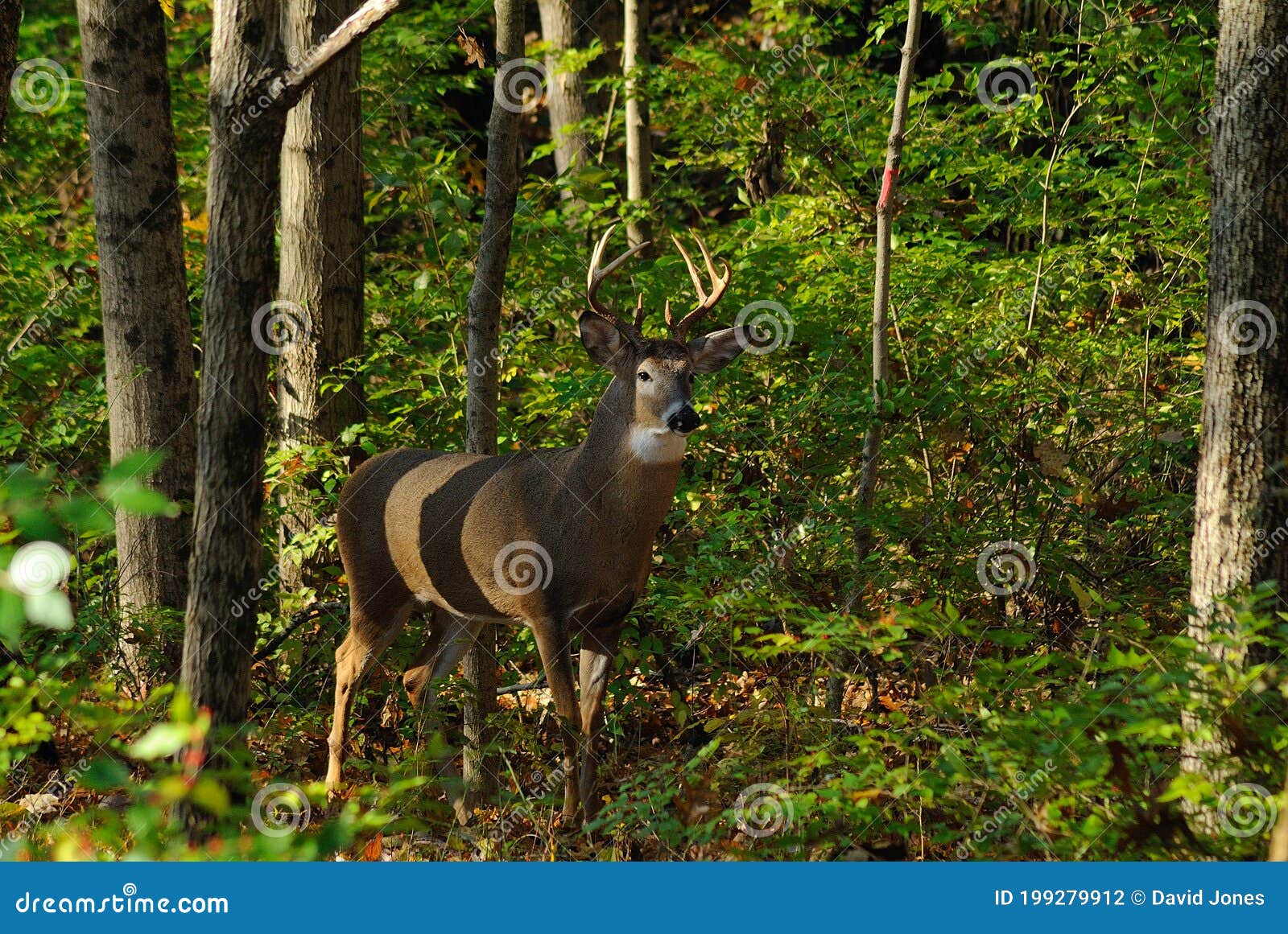 Whitetail Buck in Forest Lighting Stock Photo - Image of woodland ...