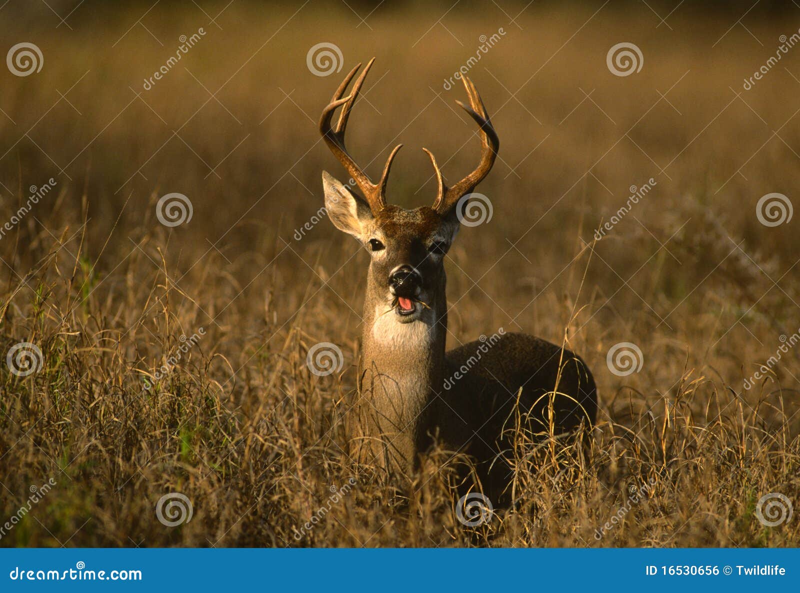 Whitetail Buck in Grass stock photo. Image of wildlife - 16530656