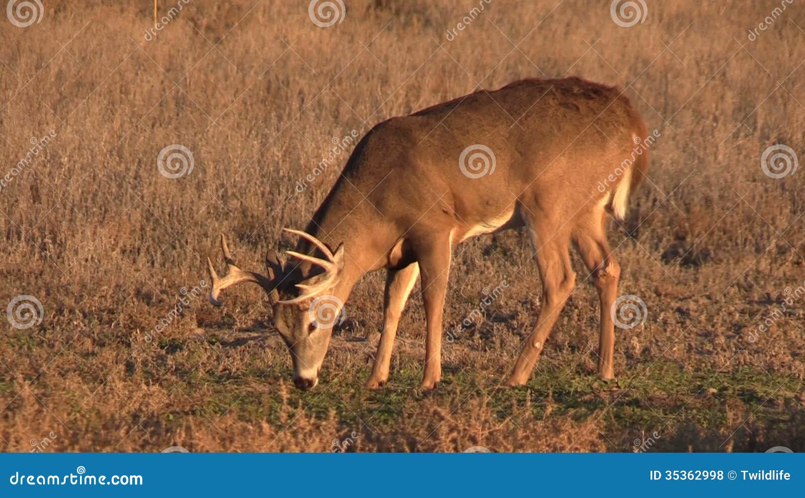 Whitetail Buck Grazing stock footage. Video of animal - 35362998