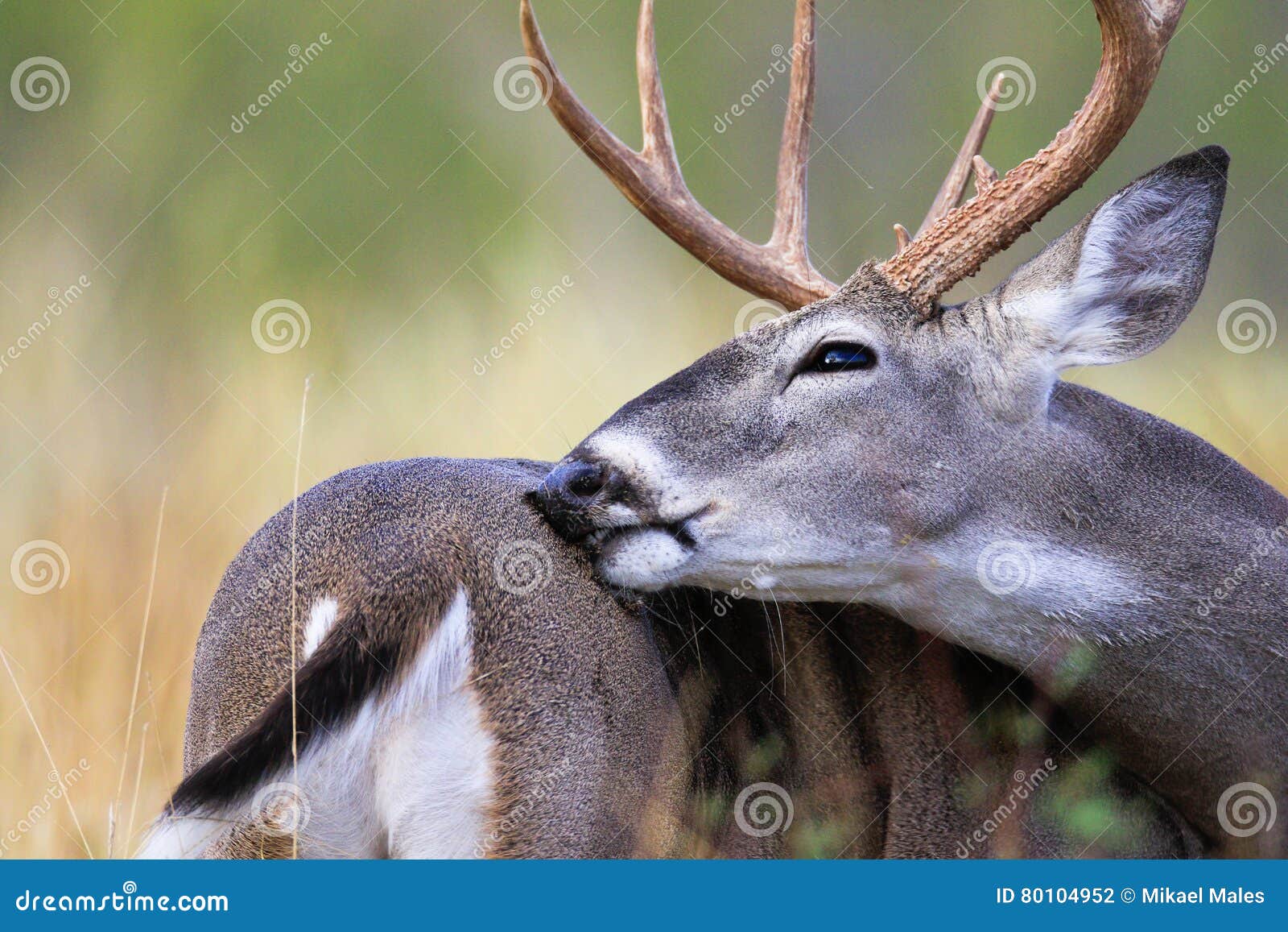 Whitetail Buck Grooming Self Stock Photo - Image of buck, breeding ...