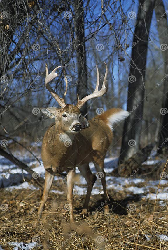 Whitetail Buck Head on stock photo. Image of wildlife - 9501010