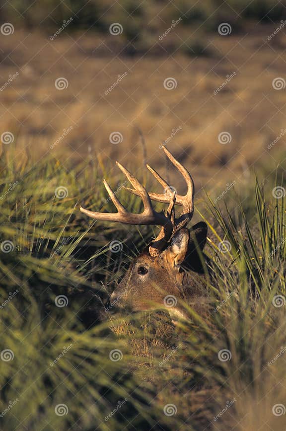 Whitetail Buck Hiding stock image. Image of nature, buck - 10767035