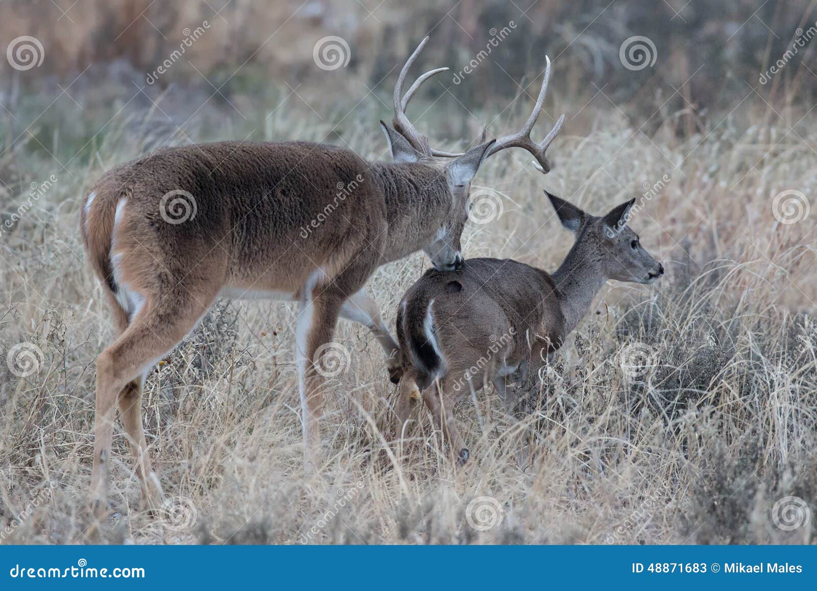 Whitetail Buck Kicking Doe with Front Leg Stock Image - Image of ...