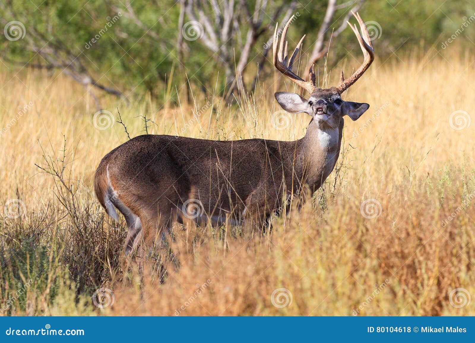 Whitetail buck lip curling stock photo. Image of breeding - 80104618