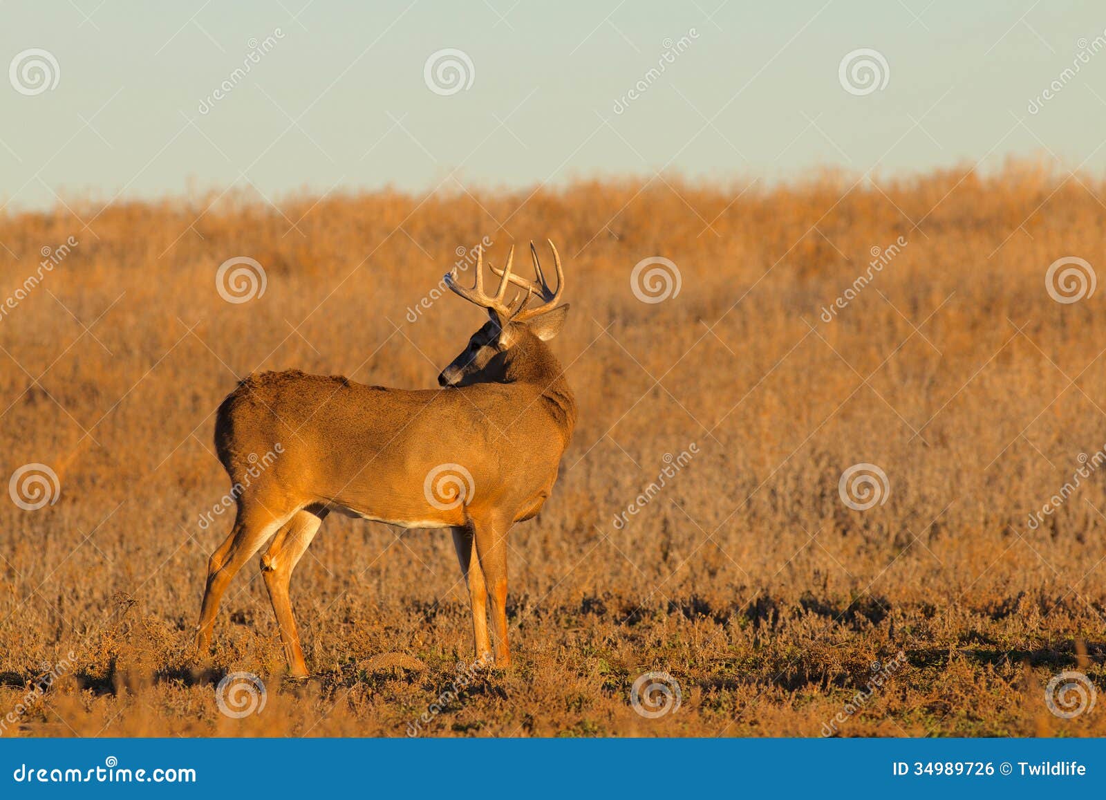 Whitetail Buck Looking Back Stock Photo - Image of antlers, male: 34989726