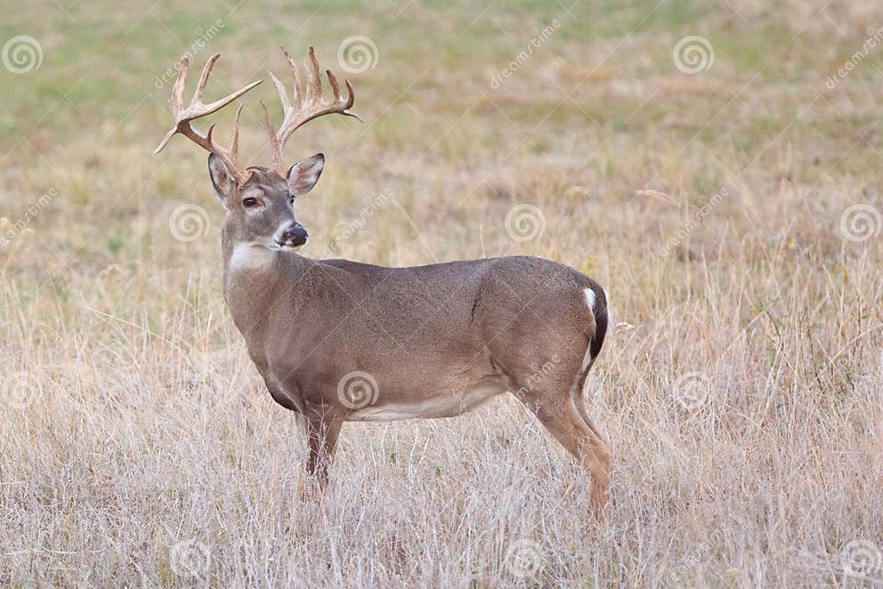Whitetail Buck Looking Behind Stock Photo - Image of fall, looking ...