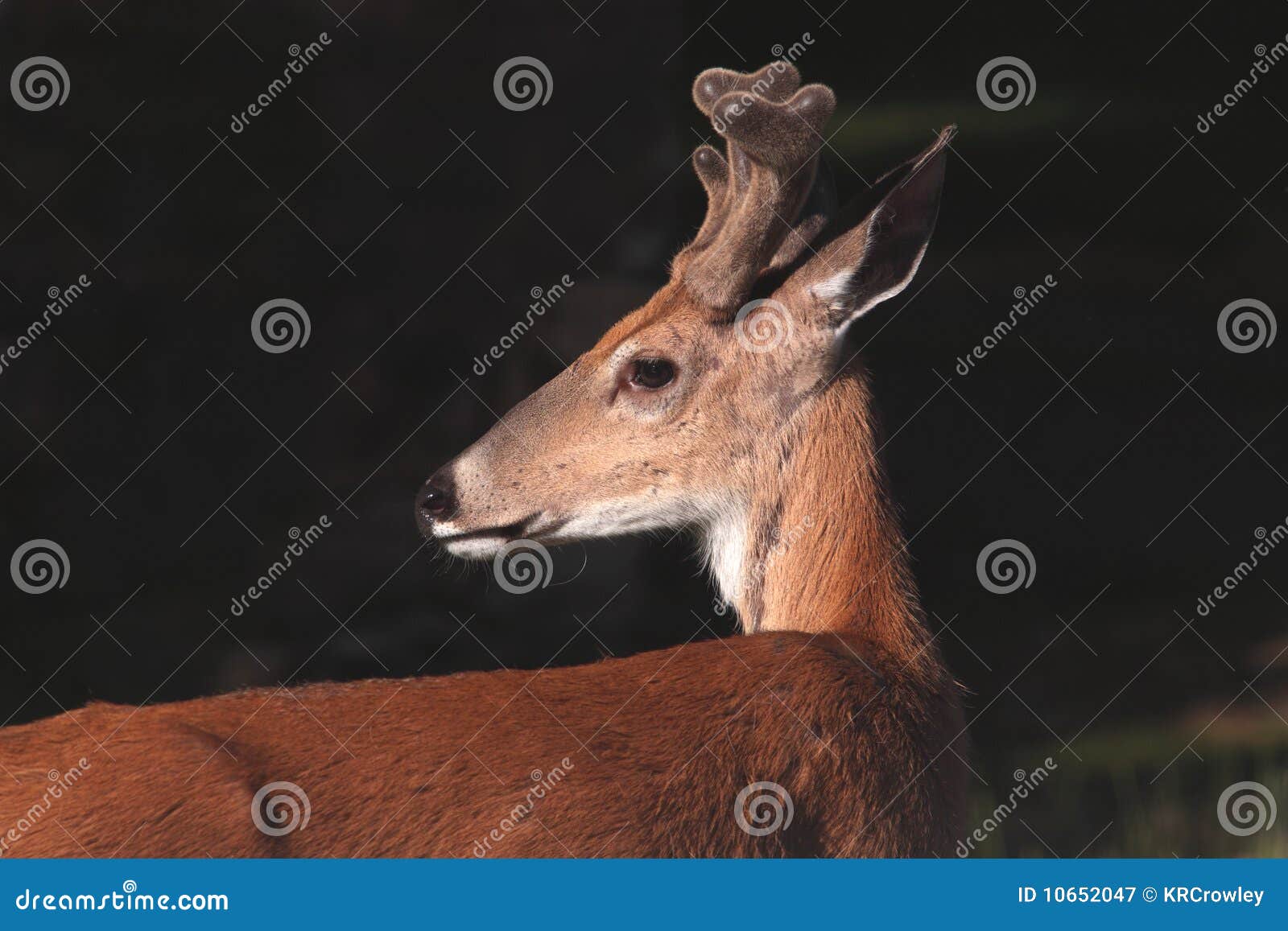 Whitetail Buck, Looking Left Stock Image - Image of growth, mammal ...