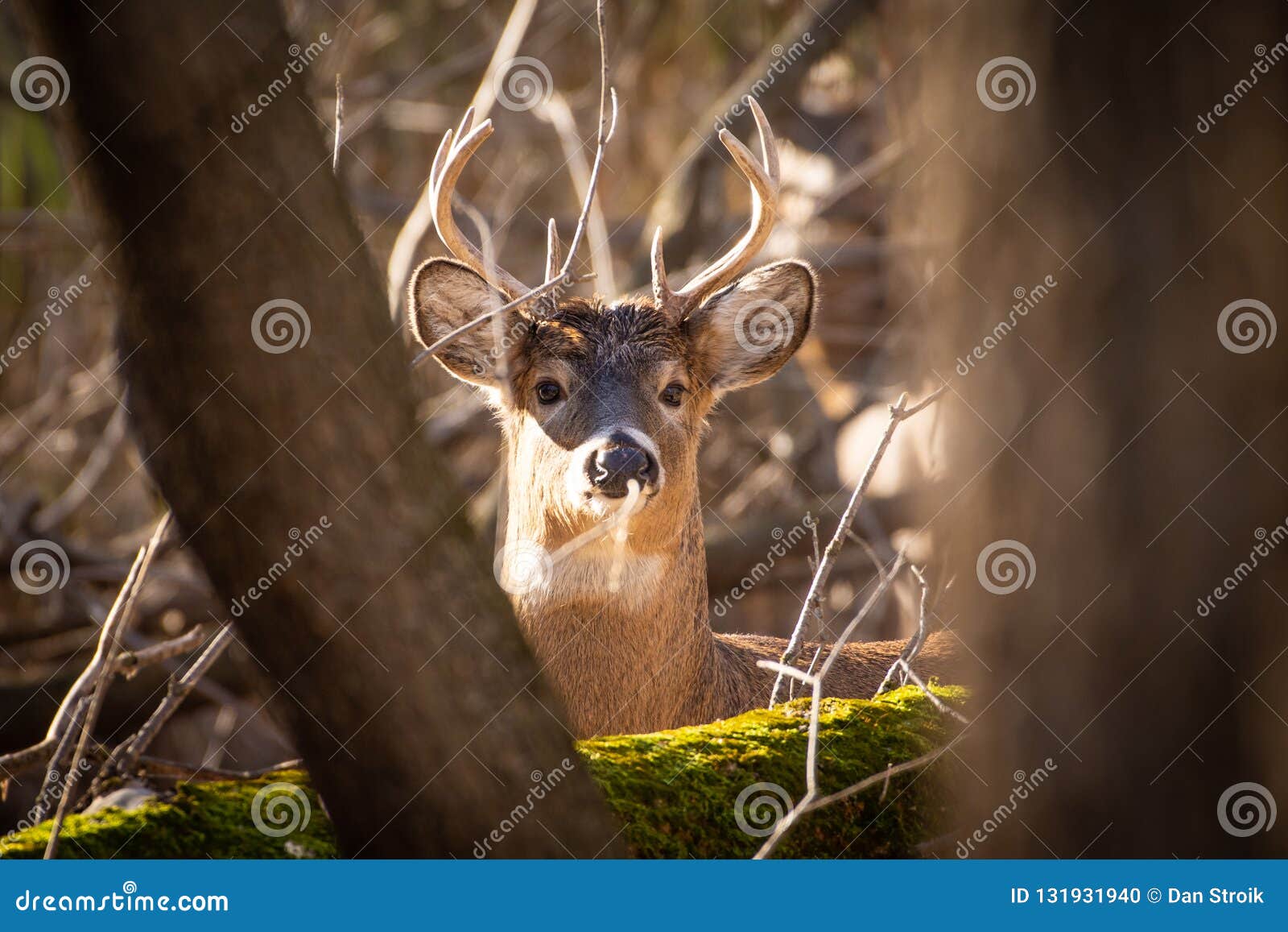 Whitetail Buck Looking through Trees Stock Photo - Image of america ...
