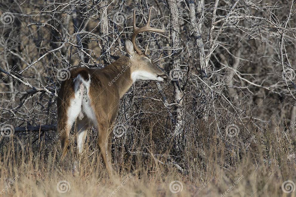 Whitetail Buck Making a Rub Stock Image - Image of antlers, animal ...