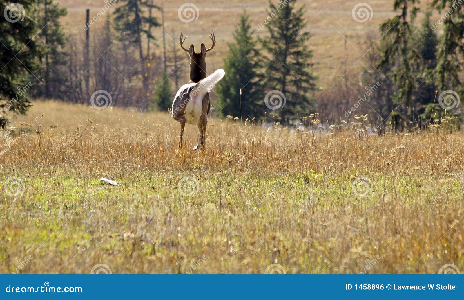 Whitetail Buck on the Move stock photo. Image of awesome - 1458896