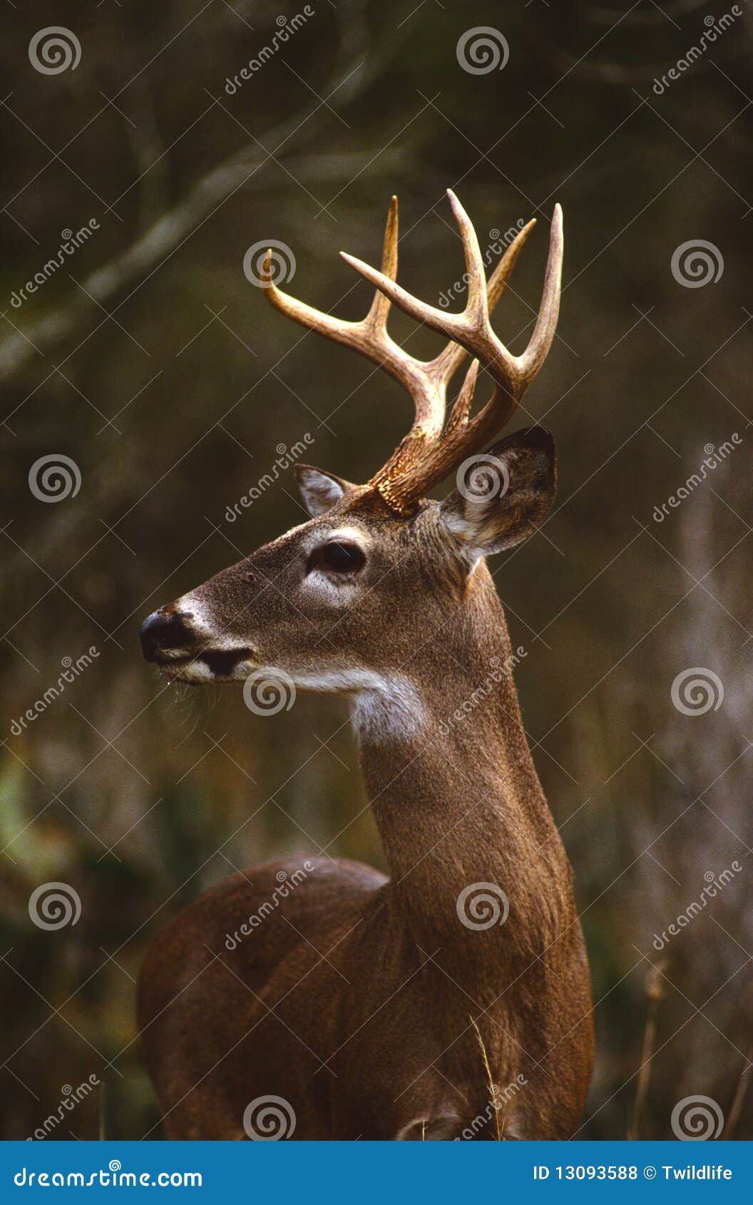Whitetail Buck Portrait stock photo. Image of hunting - 13093588