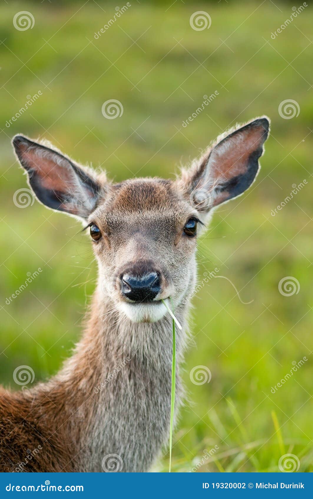 Whitetail buck portrait stock photo. Image of national - 19320002