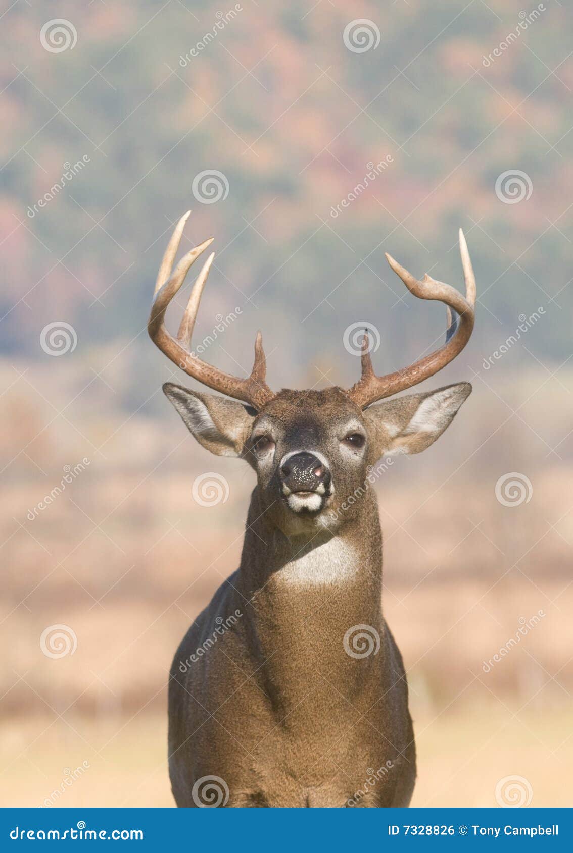 Whitetail buck portrait stock photo. Image of autumn, deer - 7328826