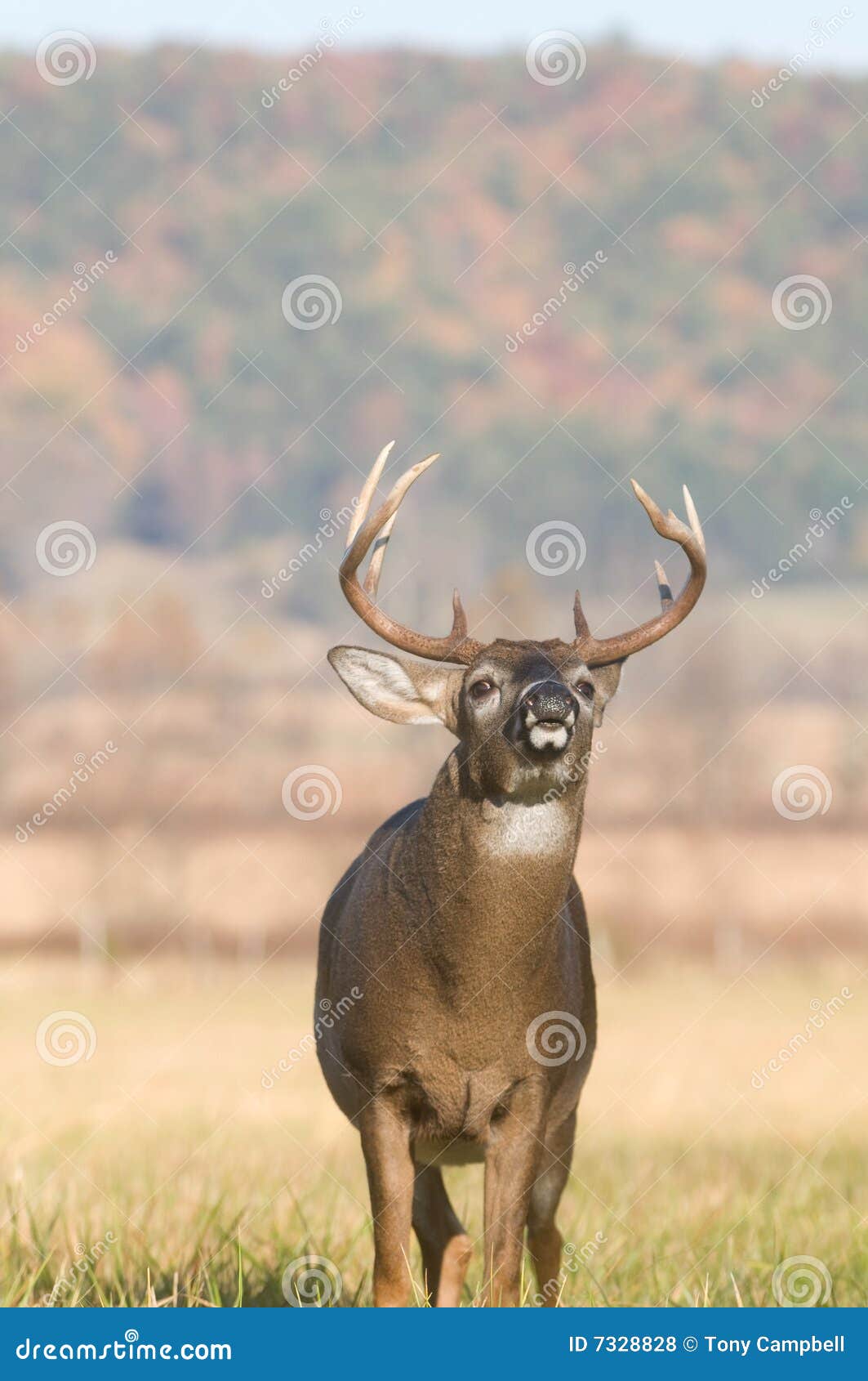 Whitetail buck portrait stock photo. Image of whitetail - 7328828