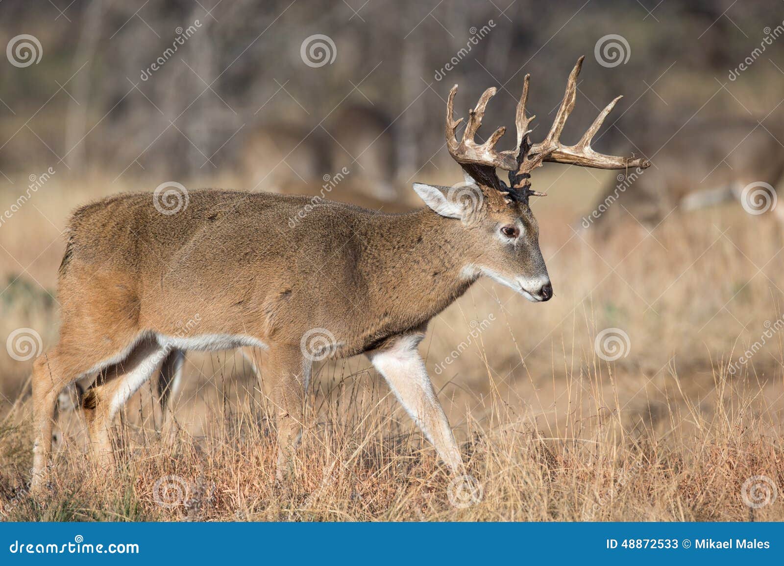 Whitetail Buck Preparing To Fight Stock Image - Image of antlers ...