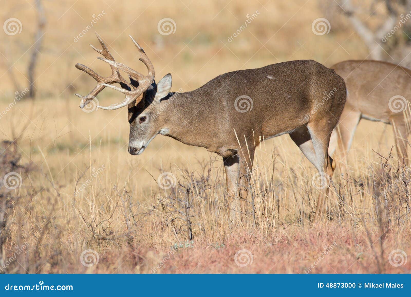 Whitetail Buck Preparing To Make a Scrape Stock Photo - Image of ...