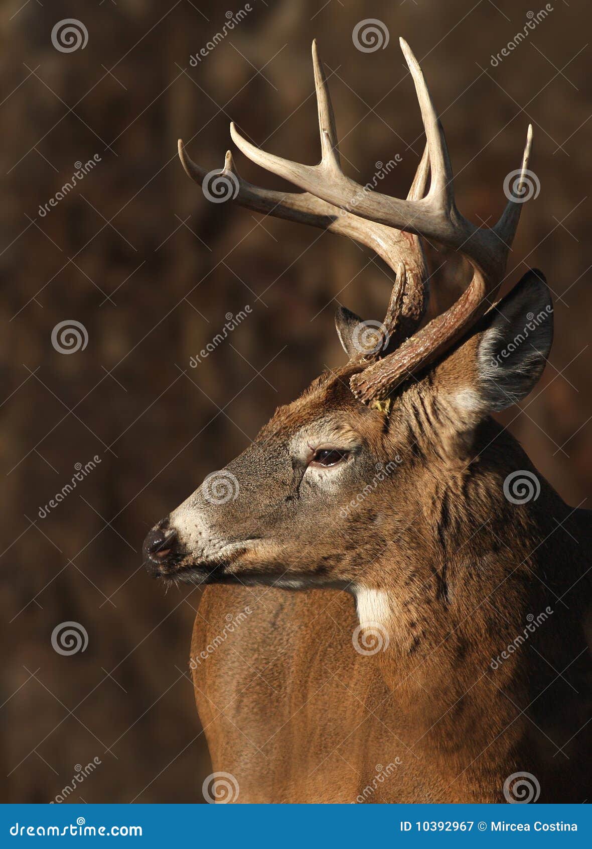 Whitetail buck profile stock image. Image of deer, nature - 10392967