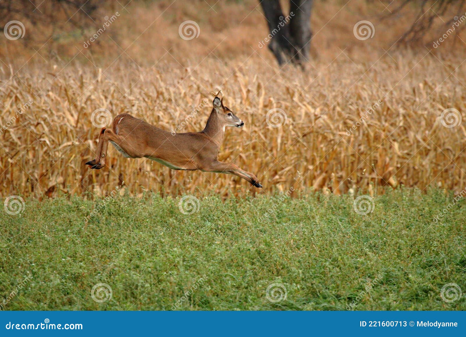 Whitetail Buck Running through Fields Stock Image - Image of autumn ...