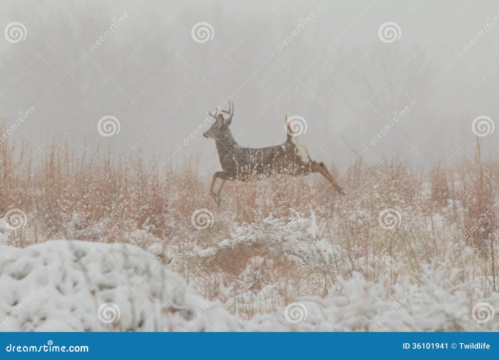 Whitetail Buck Running stock image. Image of whitetail - 36101941