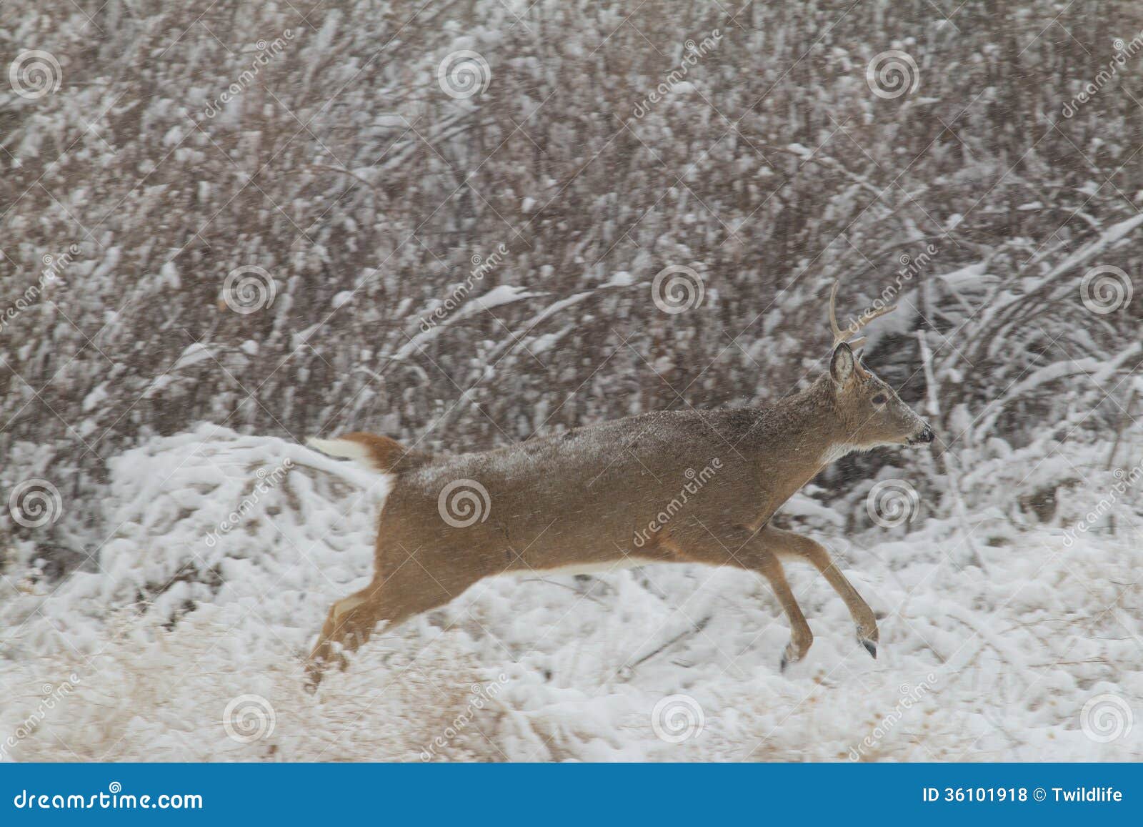 Whitetail Buck in Running Snow Stock Photo - Image of buck, antlers ...