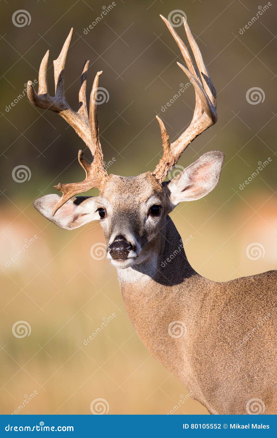 Whitetail Buck with Side Growth Stock Photo - Image of crockett, colors ...