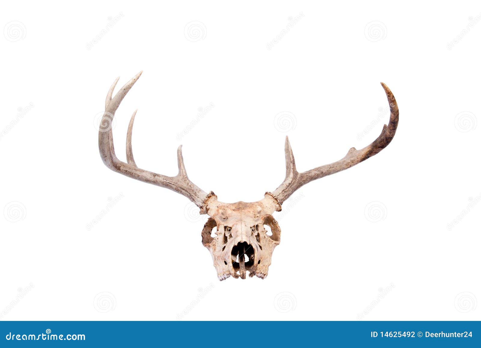 Whitetail Buck Skull stock photo. Image of ungulate, bone - 14625492
