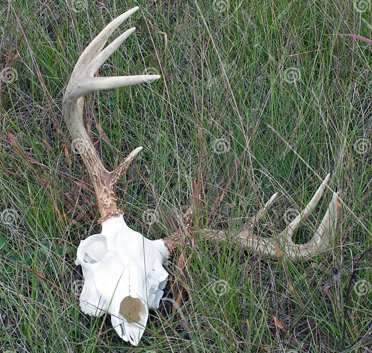 Whitetail Buck Skull and Rack Stock Photo - Image of ears, animal: 16096900