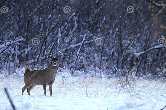 Whitetail Buck in snow stock photo. Image of male, buck - 9500960