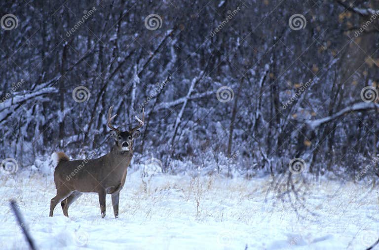 Whitetail Buck in snow stock photo. Image of male, buck - 9500960