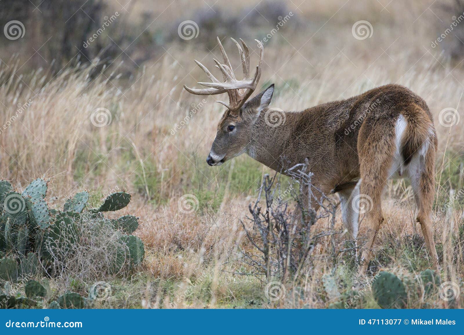 Whitetail Buck Standing by Cactus Stock Image - Image of hunt, brow ...
