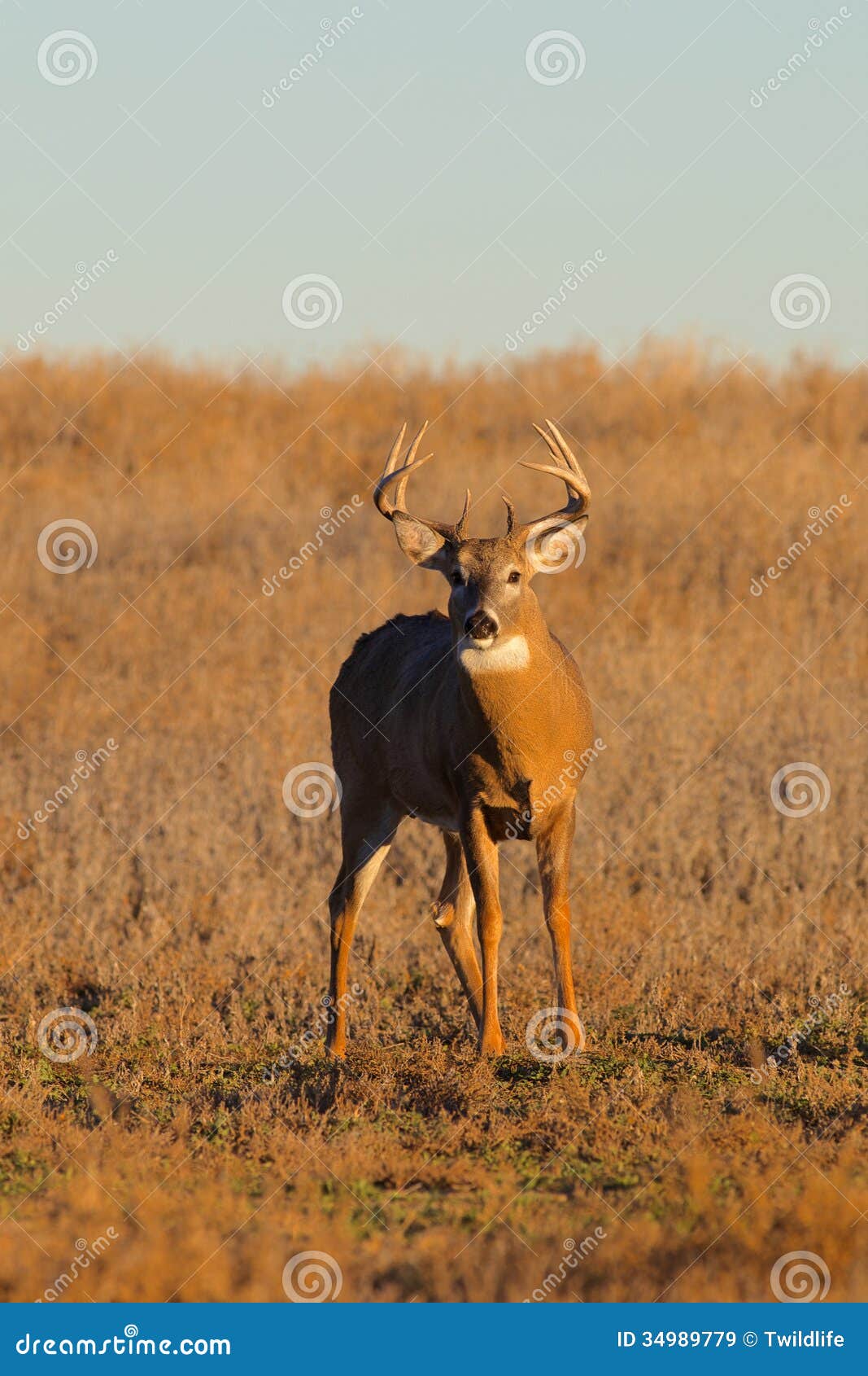 Whitetail Buck Standing Head on Stock Image - Image of buck, plains ...