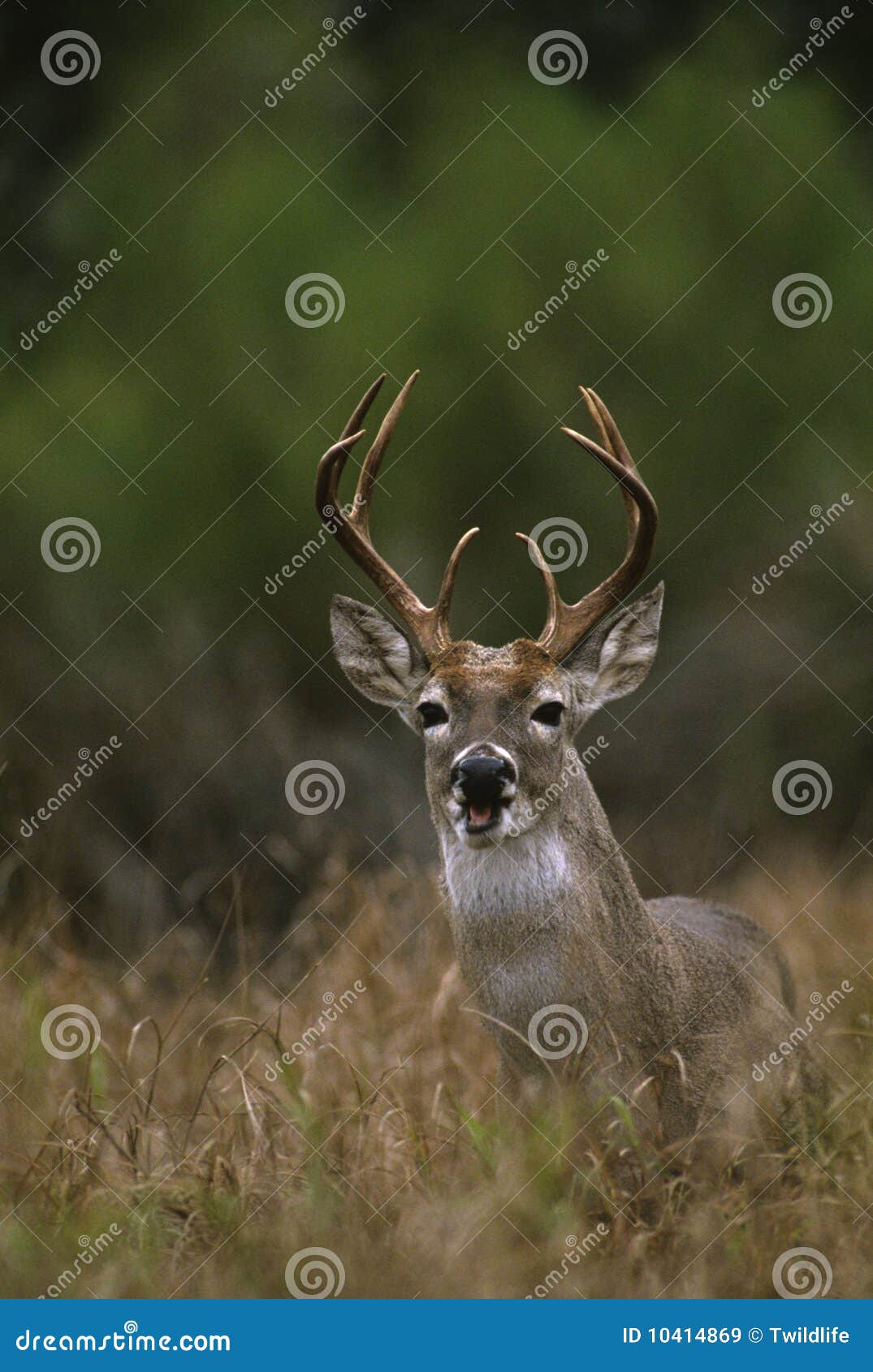 Whitetail Buck in Tall Grass Stock Image - Image of hunt, hunting: 10414869