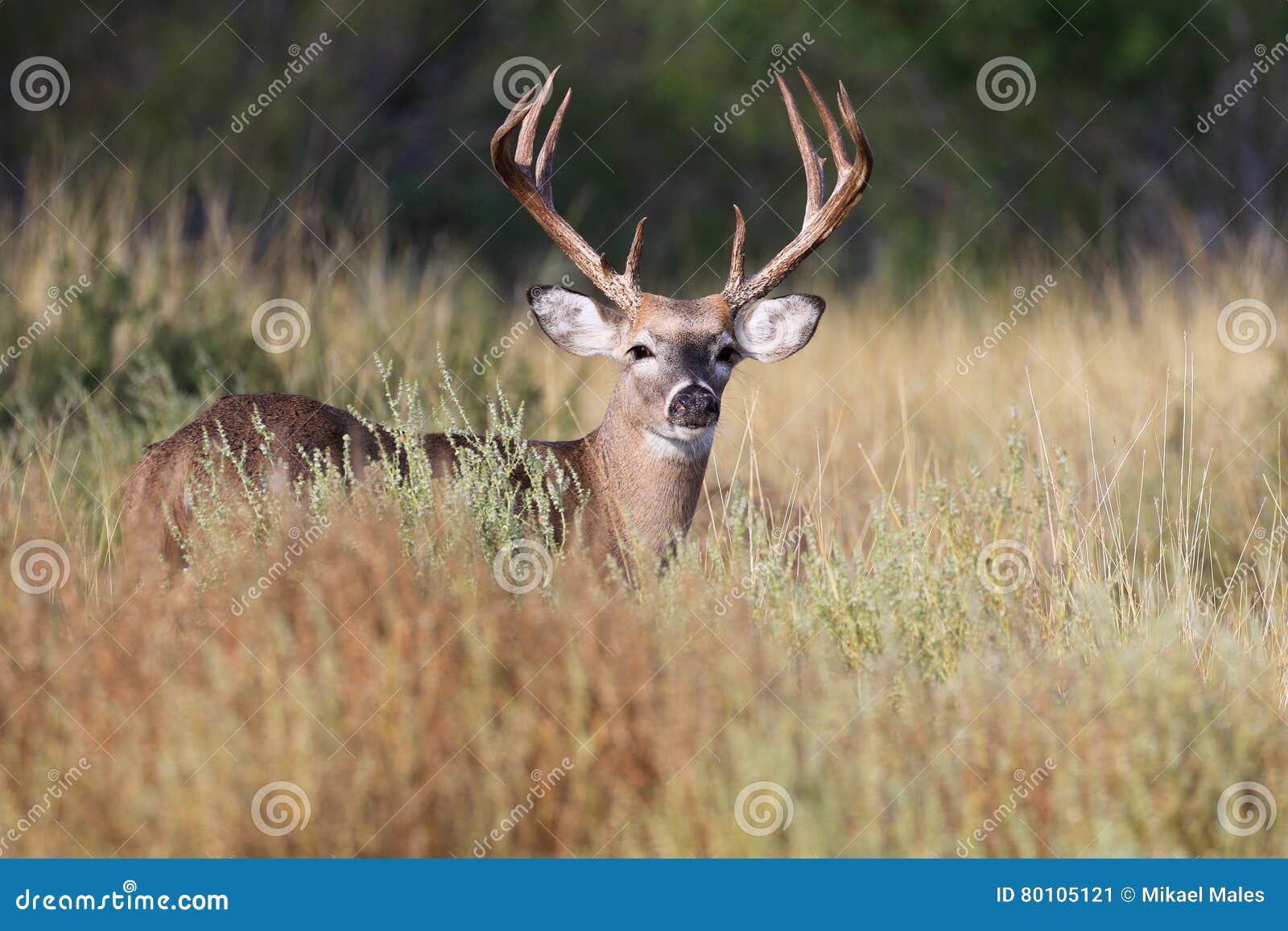 Whitetail Buck in Tall Prairie Grass Stock Image - Image of fall, face ...