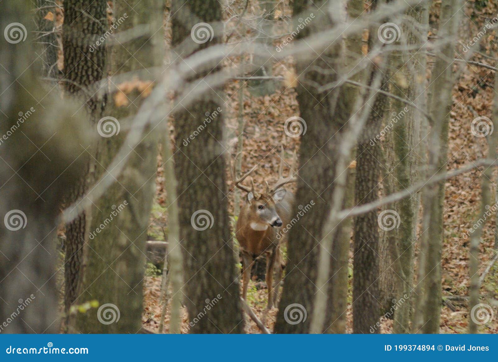 Whitetail Buck through the Trees Stock Photo - Image of trees, trunk ...