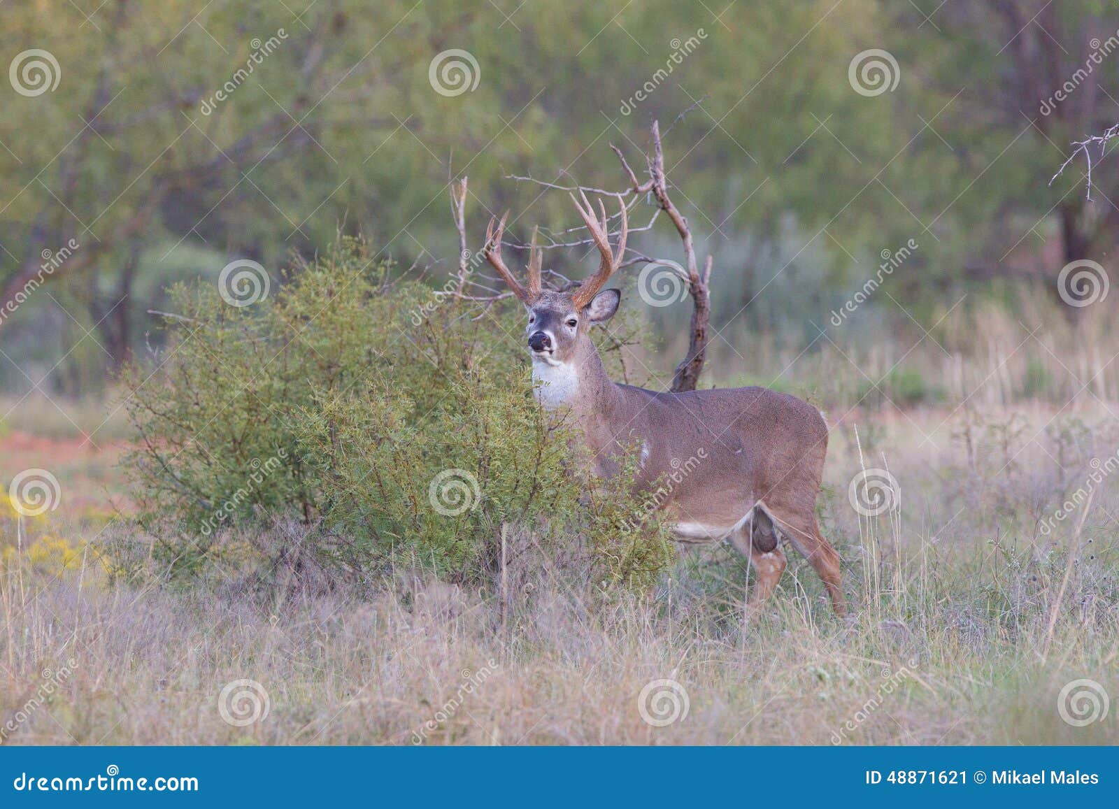 Whitetail Buck Trying To Hide Behind Bush Stock Image - Image of tail ...