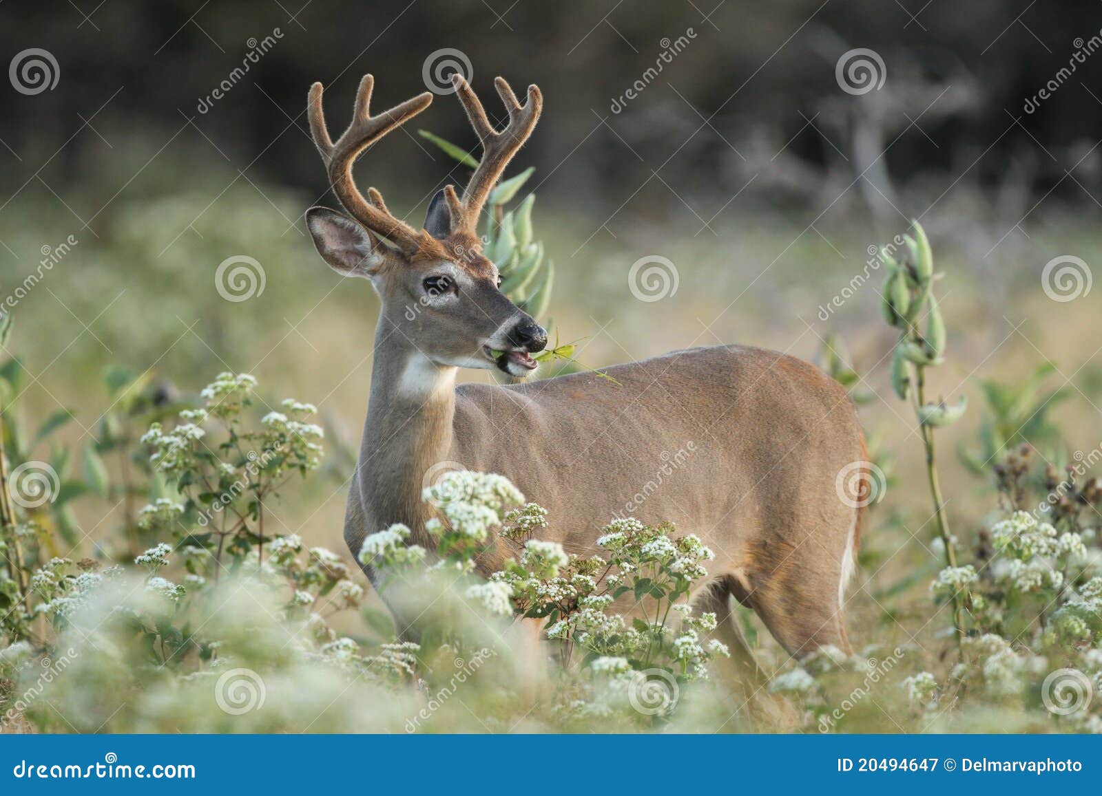 Whitetail Buck in velvet. stock image. Image of autumn - 20494647