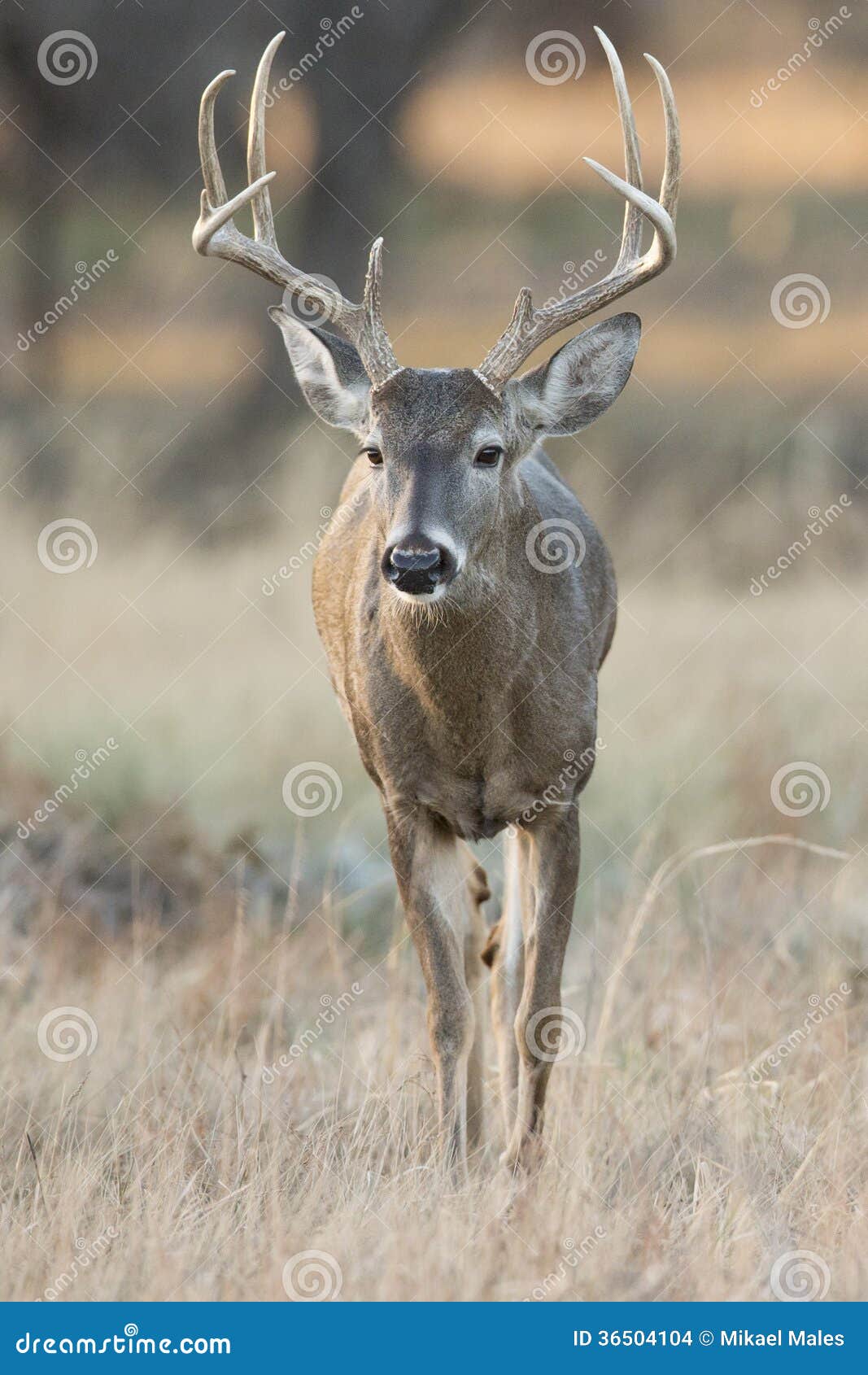 Whitetail Buck Walking Towards Front Stock Photo - Image of grunting ...