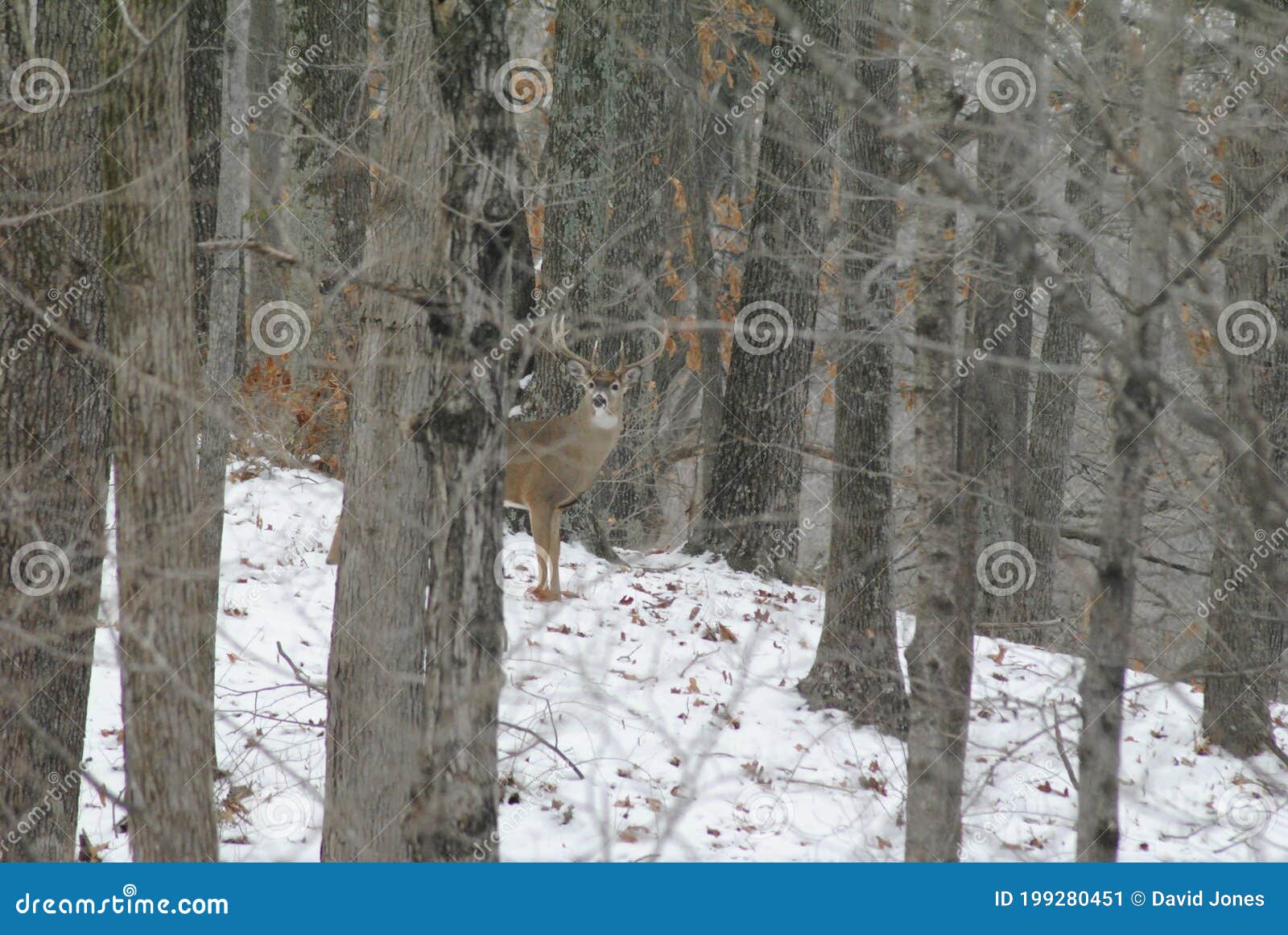 Whitetail Buck Wide Rack in Snow Stock Image - Image of rack, snow ...