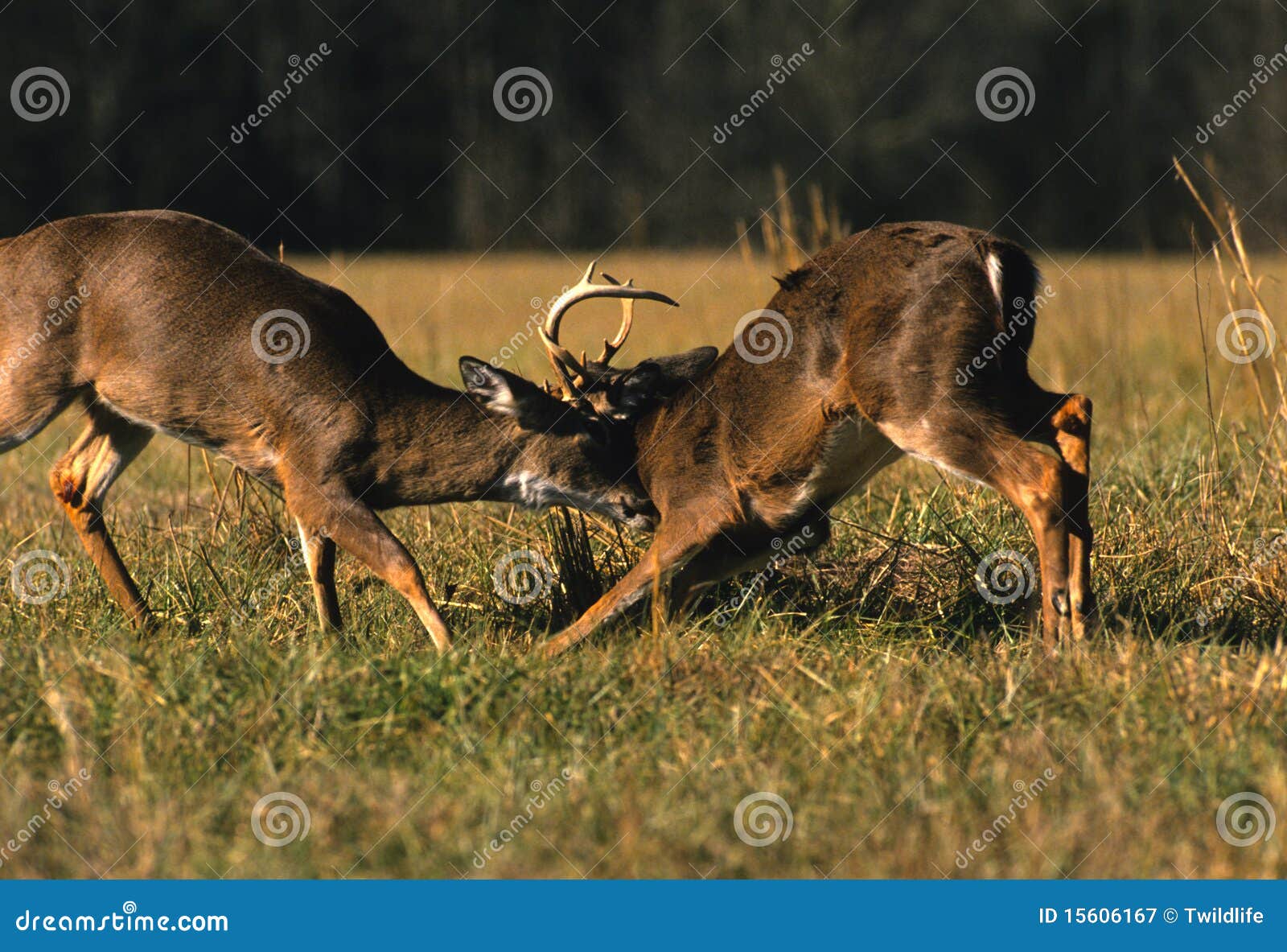 Whitetail Bucks Fighting stock image. Image of forest - 15606167