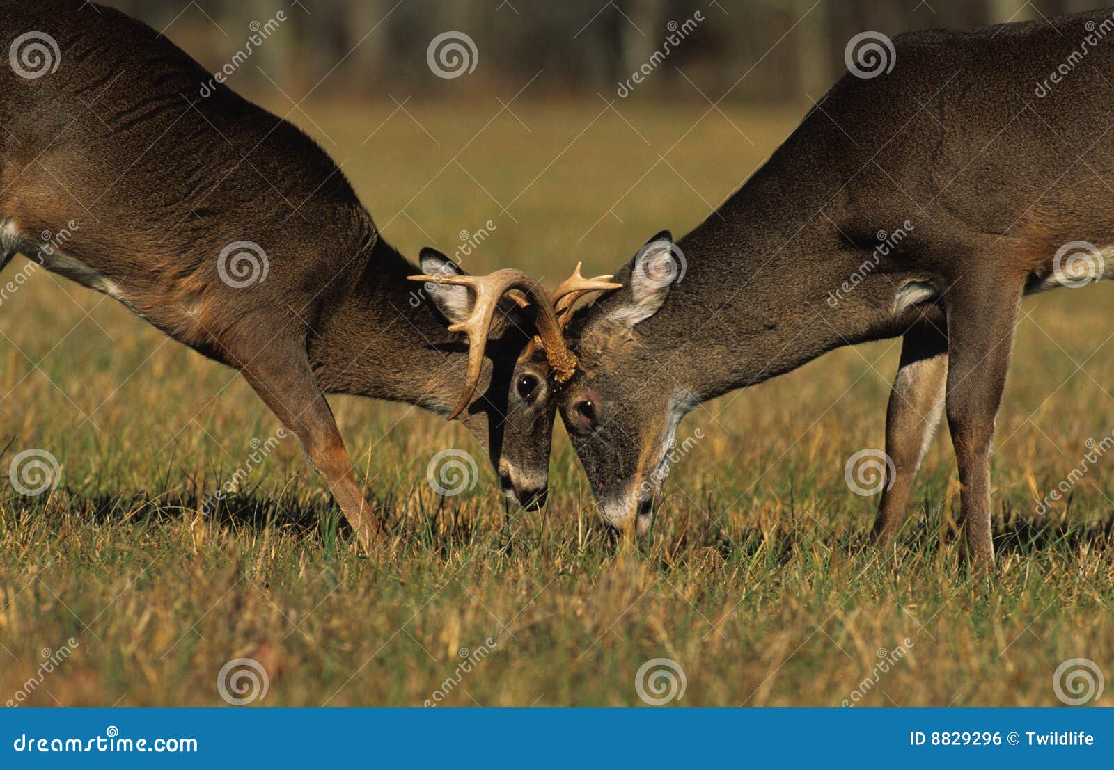 Whitetail bucks fighting stock photo. Image of wildlife - 8829296