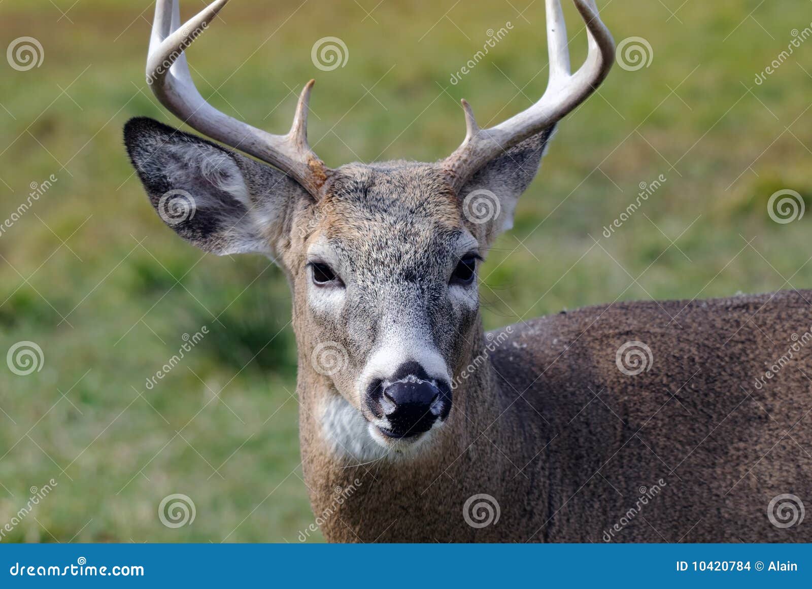 Whitetail deer stock photo. Image of male, wildlife, buck - 10420784
