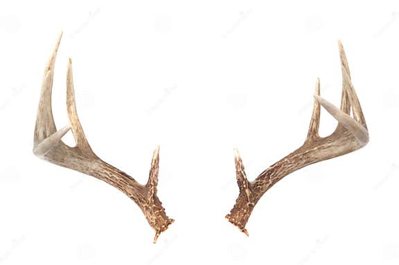 Whitetail Deer Antlers stock photo. Image of tailed, schliepp - 15016098